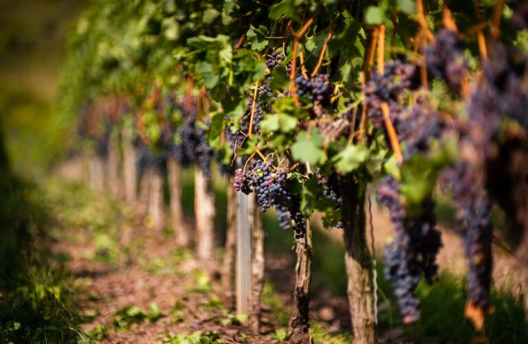 Five Marks of a Branch on the True Vine, Part 1: Spiritual Fruit ...